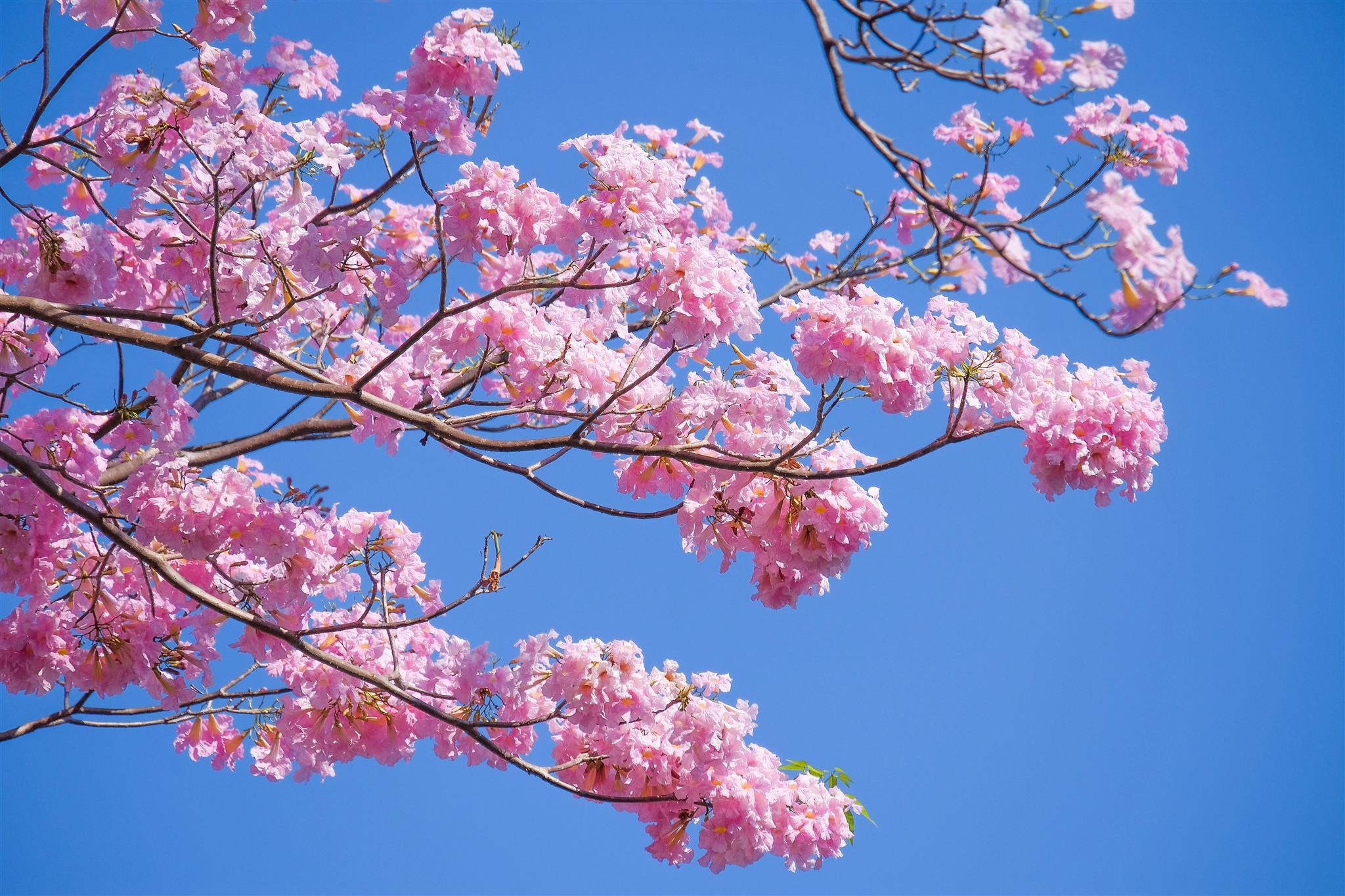 Benefits of Tree Pruning - A1 Tree Pros